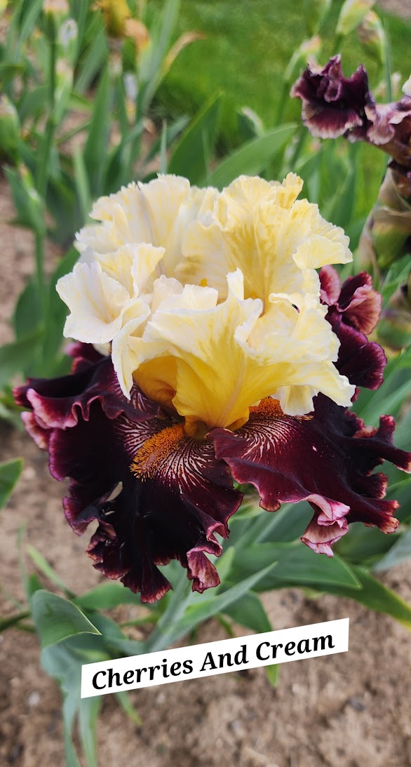 Cherries And Cream – Canyon Ridge Garden