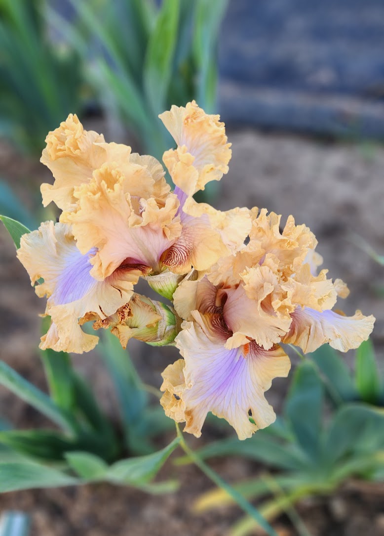 About Us – Canyon Ridge Garden