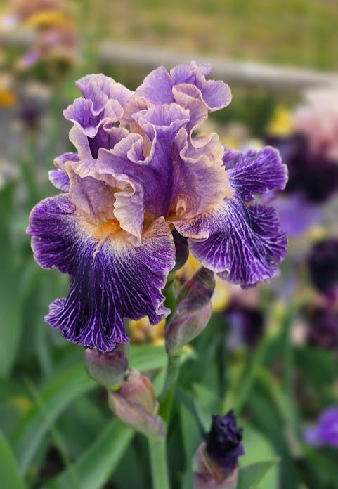Jacobean Age – Canyon Ridge Garden