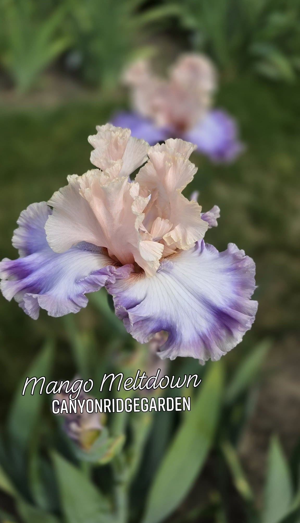 Mango Meltdown – Canyon Ridge Garden